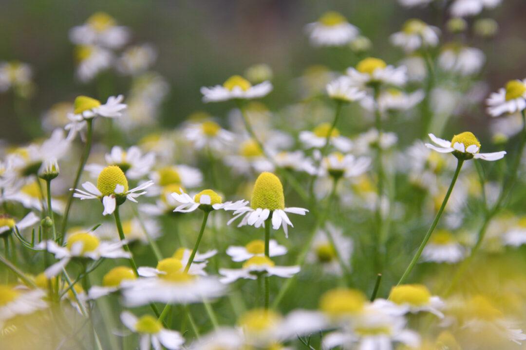 15 Easy-to-Grow Flowers for Beginners | Sprig & Spoon