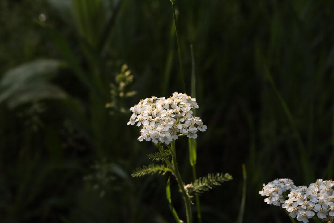 Daisy vs. Sunflower: A Quick Guide | Sprig & Spoon