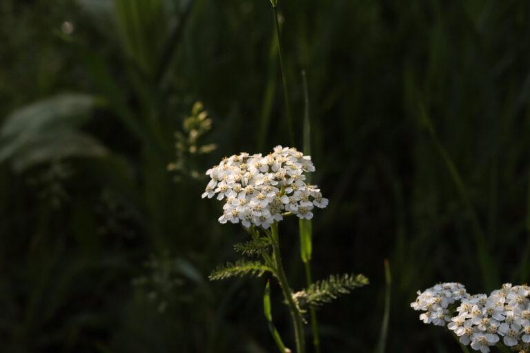 Daisy vs. Sunflower: A Quick Guide | Sprig & Spoon