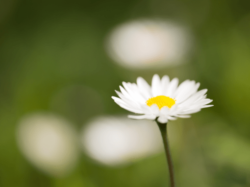 Daisy vs. Sunflower: A Quick Guide | Sprig & Spoon