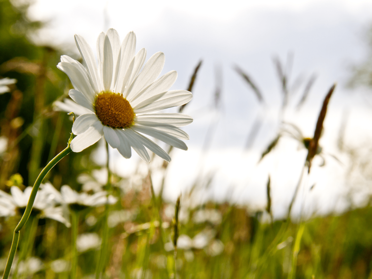 Daisy vs. Sunflower: A Quick Guide | Sprig & Spoon