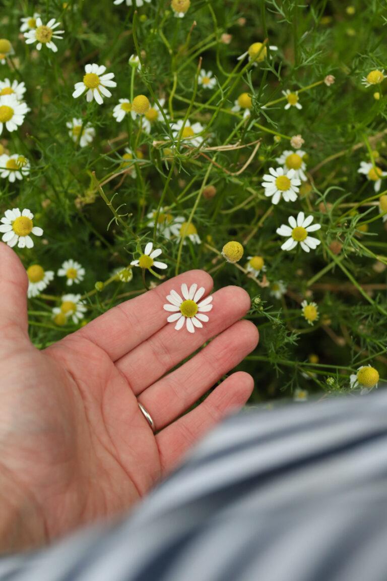 How to Dry Chamomile the Easy Way (for Tea and More) | Sprig & Spoon