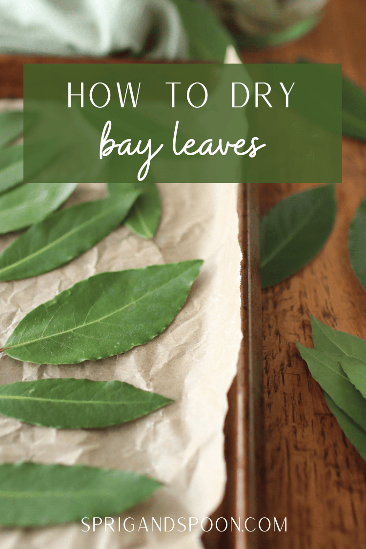 How to Dry Bay Leaves: 3 Easy Methods for Drying | Sprig & Spoon