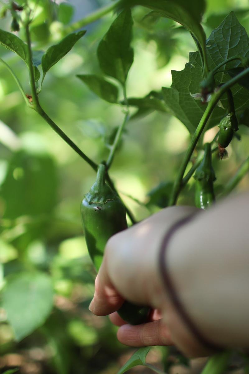Grow Your Own Salsa: How to Grow a Salsa Garden | Sprig & Spoon