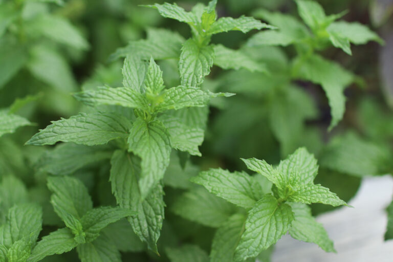 12+ Ideas for What to Do with Fresh Mint | Sprig & Spoon
