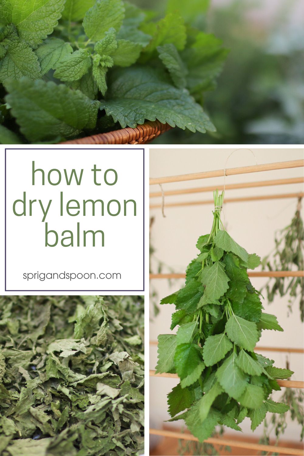How to Dry Lemon Balm (for Tea and More!) | Sprig & Spoon