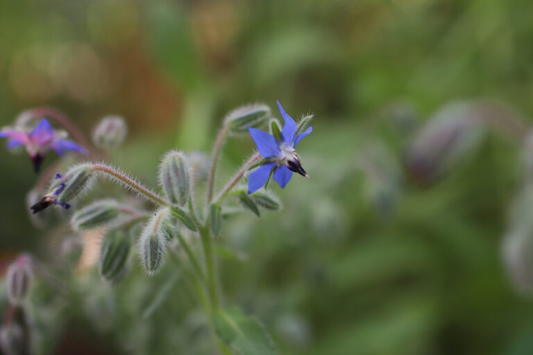 How to Start an Herb Garden: Full Guide for Beginners | Sprig & Spoon