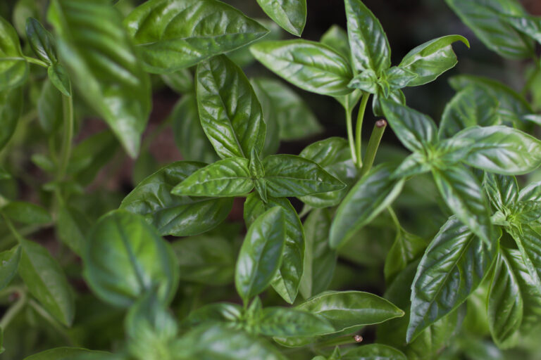 How to Start an Herb Garden: Full Guide for Beginners | Sprig & Spoon