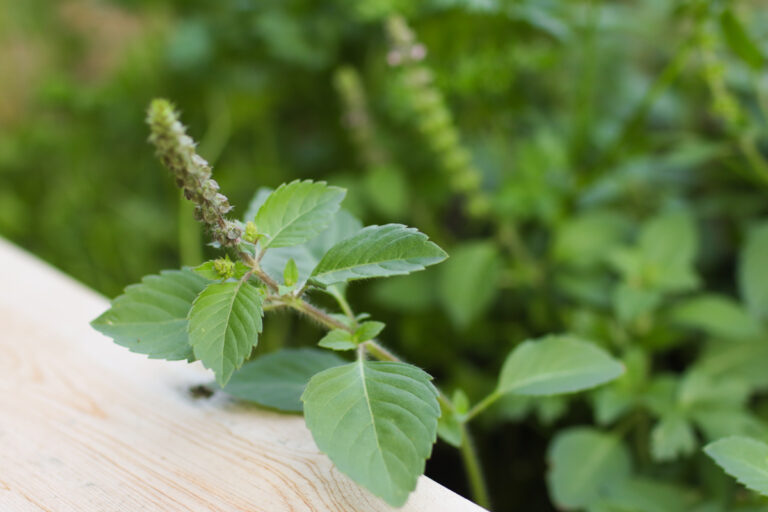 How to Start an Herb Garden: Full Guide for Beginners | Sprig & Spoon