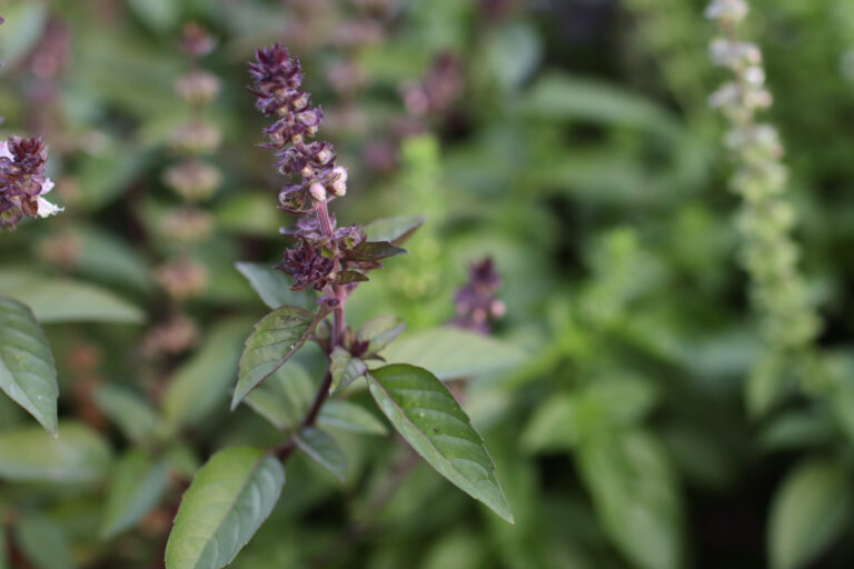 How to Start an Herb Garden: Full Guide for Beginners | Sprig & Spoon